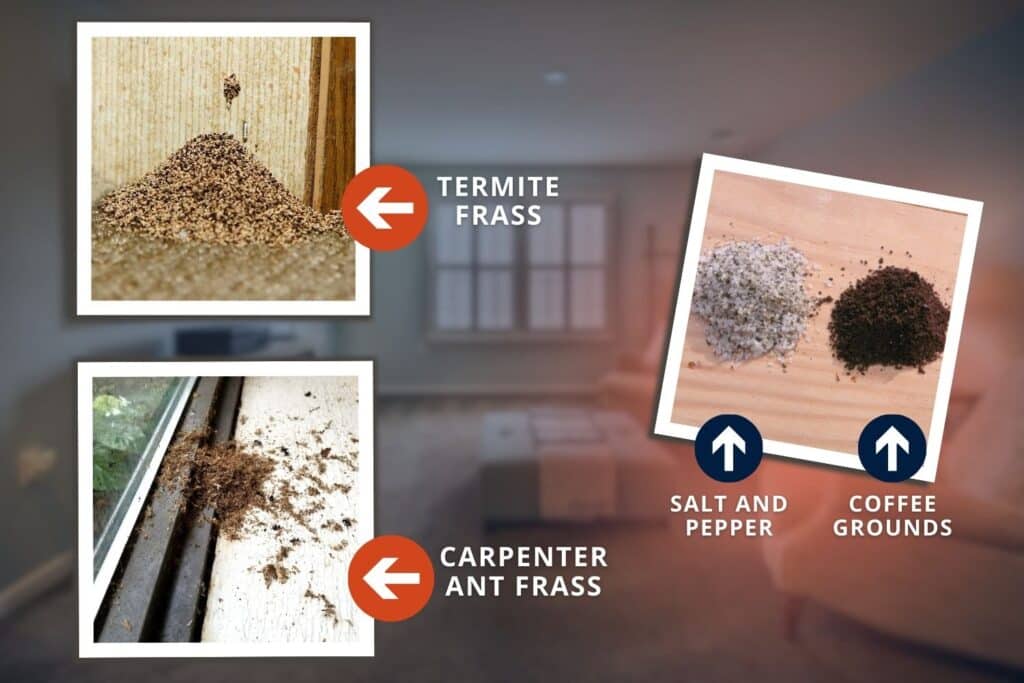 Carpenter Ant Termite Droppings